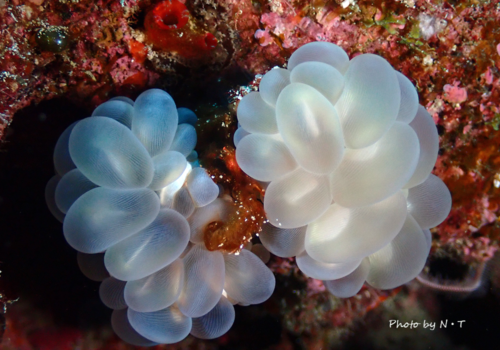 恩納村・万座ボートファンダイブ♪ 南風～